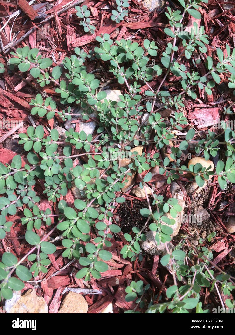 prostrate sandmat (Euphorbia prostrata) Plantae Stock Photo - Alamy