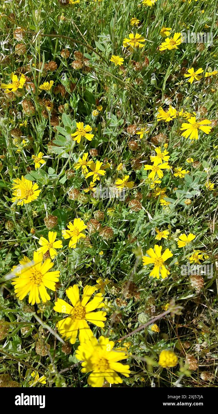 Common Madia (Madia elegans) Plantae Stock Photo - Alamy