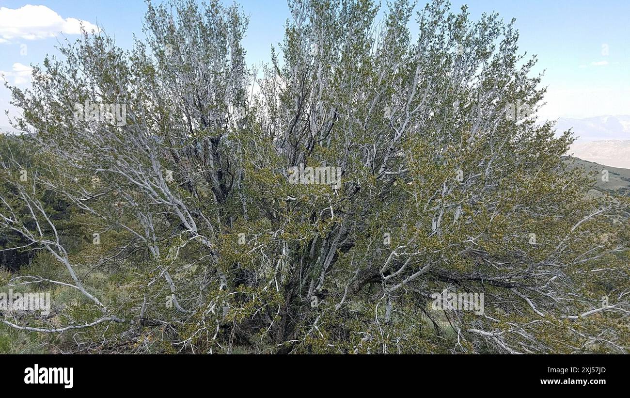 curlleaf mountain mahogany (Cercocarpus ledifolius intermontanus ...