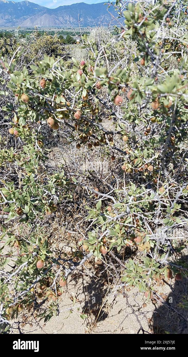 Desert Peach (Prunus andersonii) Plantae Stock Photo - Alamy