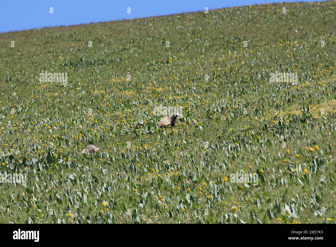 Asian Badger (Meles leucurus) Mammalia Stock Photo - Alamy