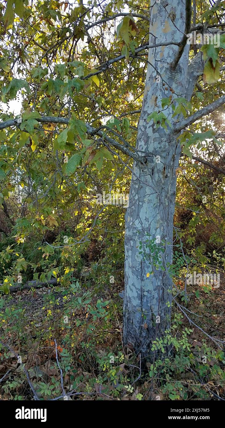 western sycamore (Platanus racemosa) Plantae Stock Photo - Alamy