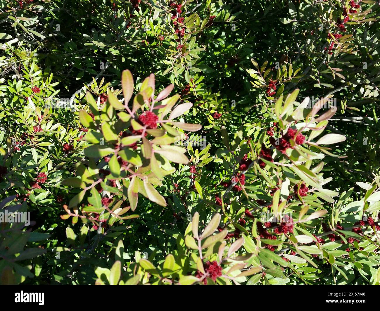 mastic (Pistacia lentiscus) Plantae Stock Photo - Alamy
