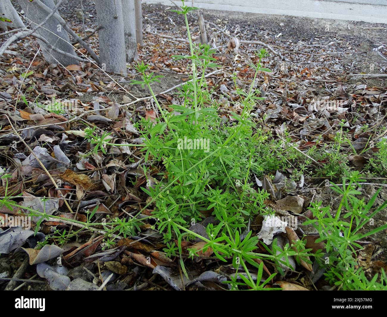 catchweed bedstraw (Galium aparine) Plantae Stock Photo - Alamy