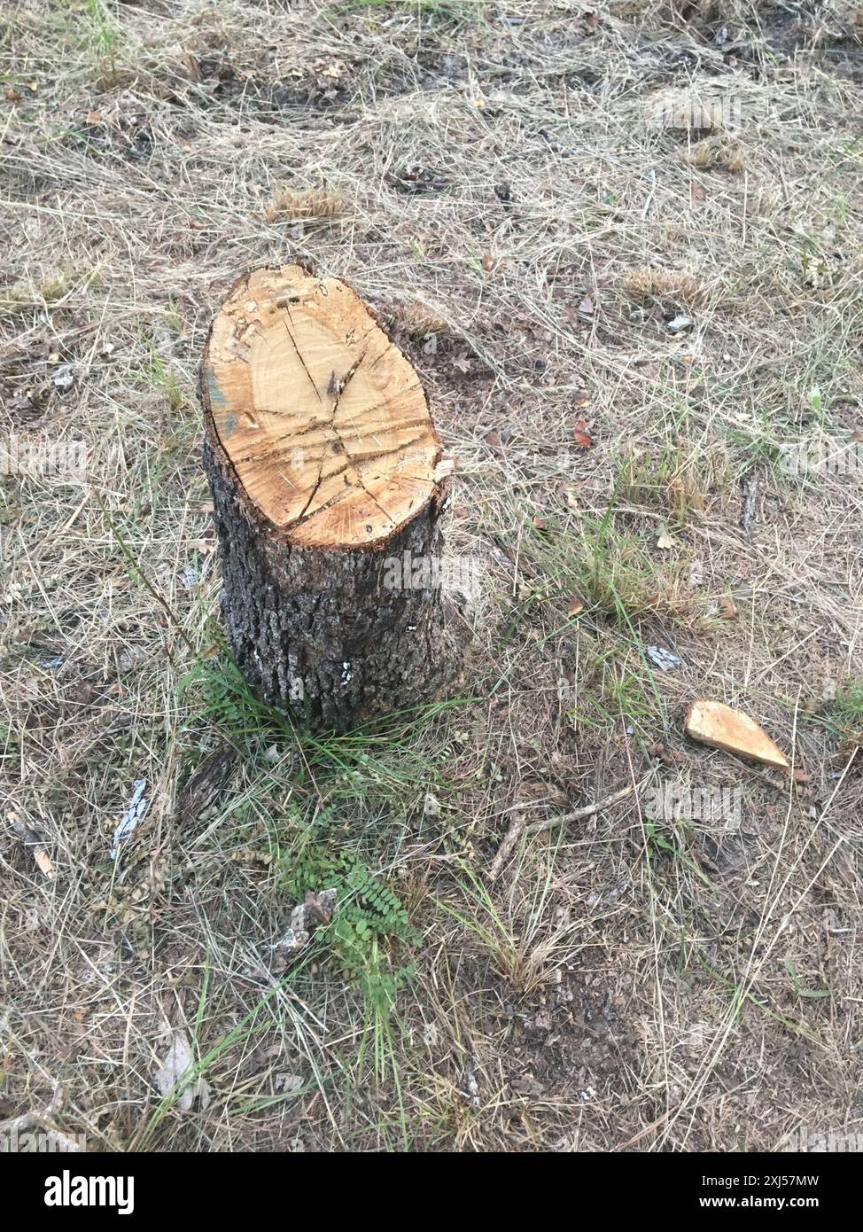 Texas Ironclad Beetle (Zopherus nodulosus haldemani) Insecta Stock ...