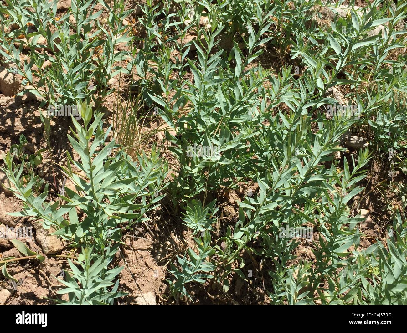 bastard toadflax (Comandra umbellata) Plantae Stock Photo - Alamy