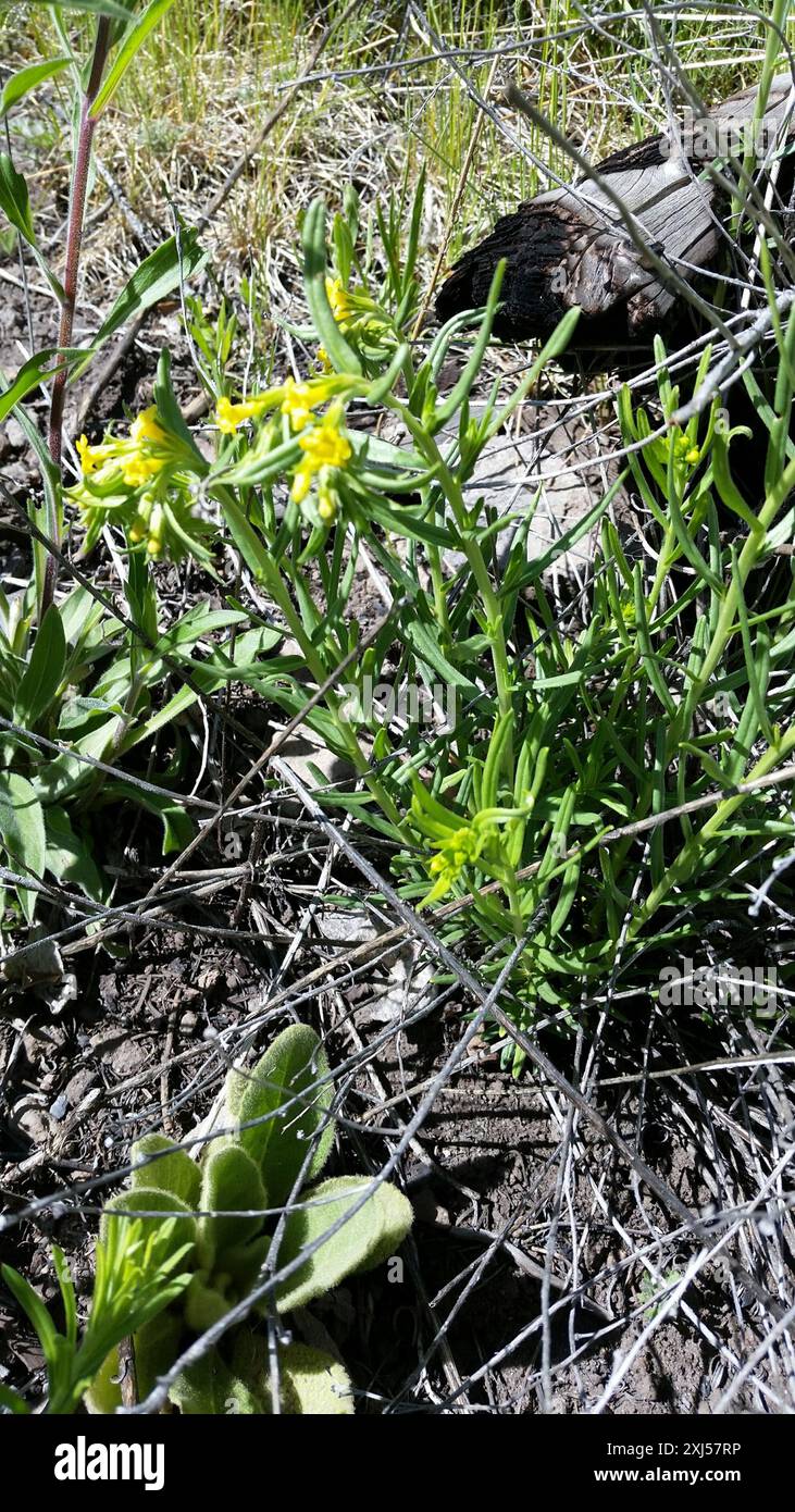 manyflowered gromwell (Lithospermum multiflorum) Plantae Stock Photo ...