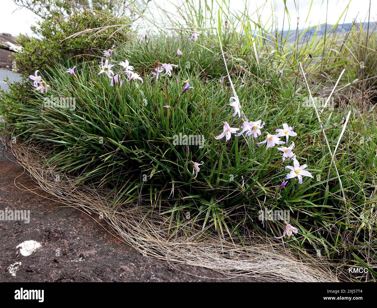 (Xerophyta dasylirioides) Plantae Stock Photo - Alamy