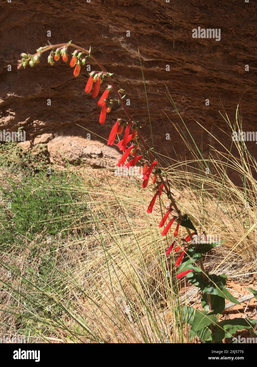 firecracker penstemon (Penstemon eatonii) Plantae Stock Photo - Alamy