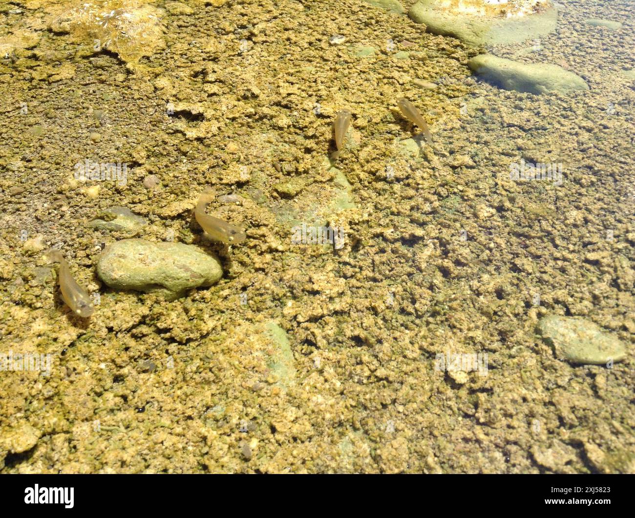Ray-finned Fishes (Actinopterygii) Actinopterygii Stock Photo - Alamy