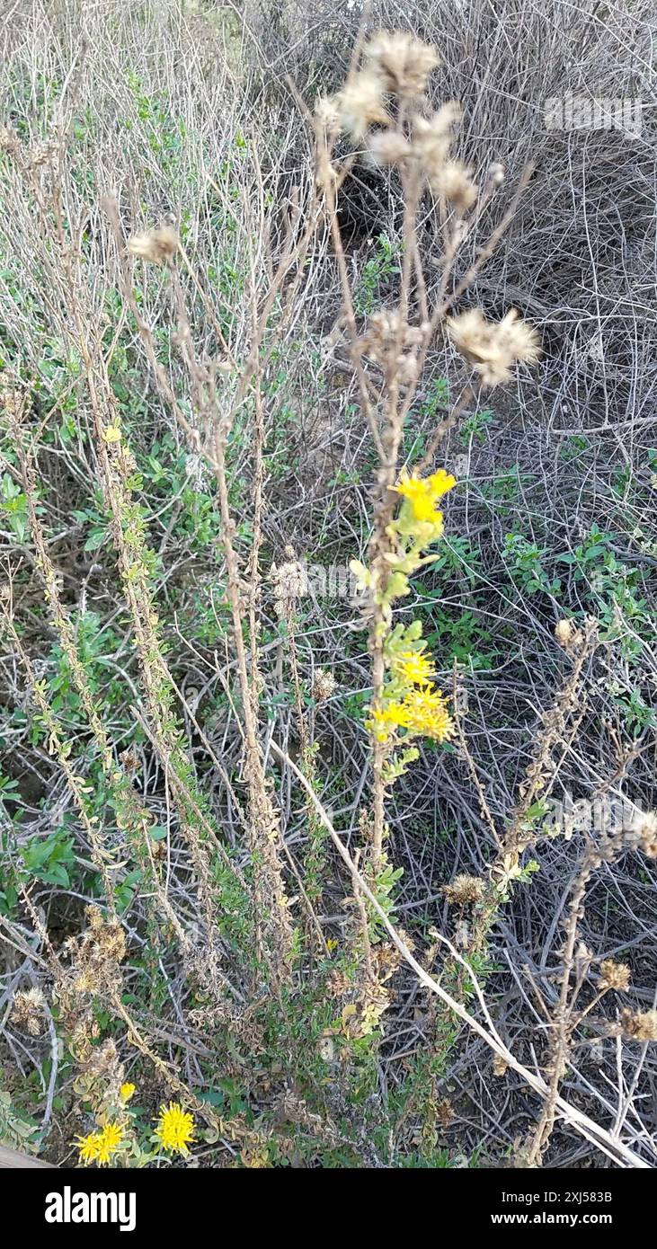 Coastal Goldenbush (Isocoma menziesii) Plantae Stock Photo - Alamy