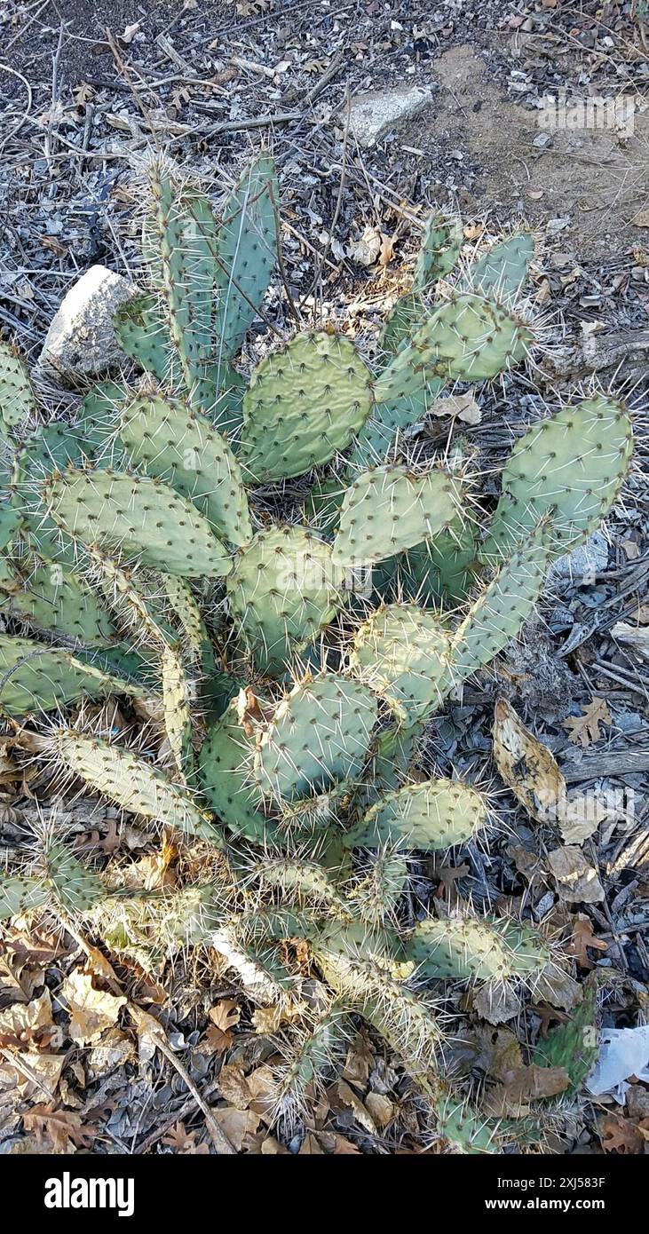 Coastal Pricklypear (Opuntia littoralis) Plantae Stock Photo - Alamy