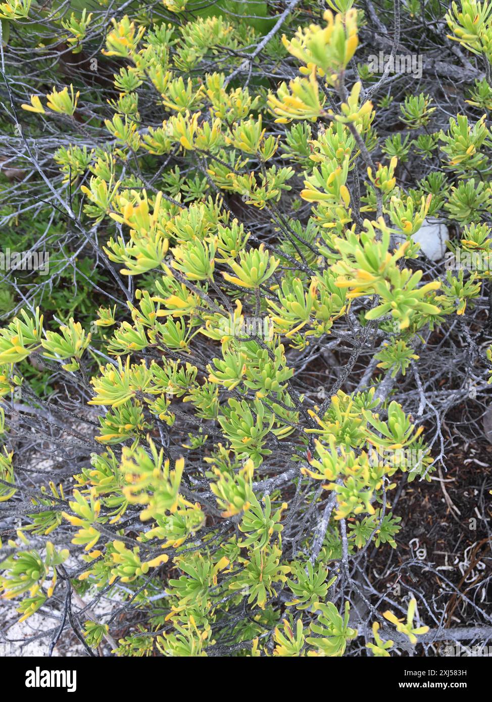 Baycedar (Suriana maritima) Plantae Stock Photo - Alamy
