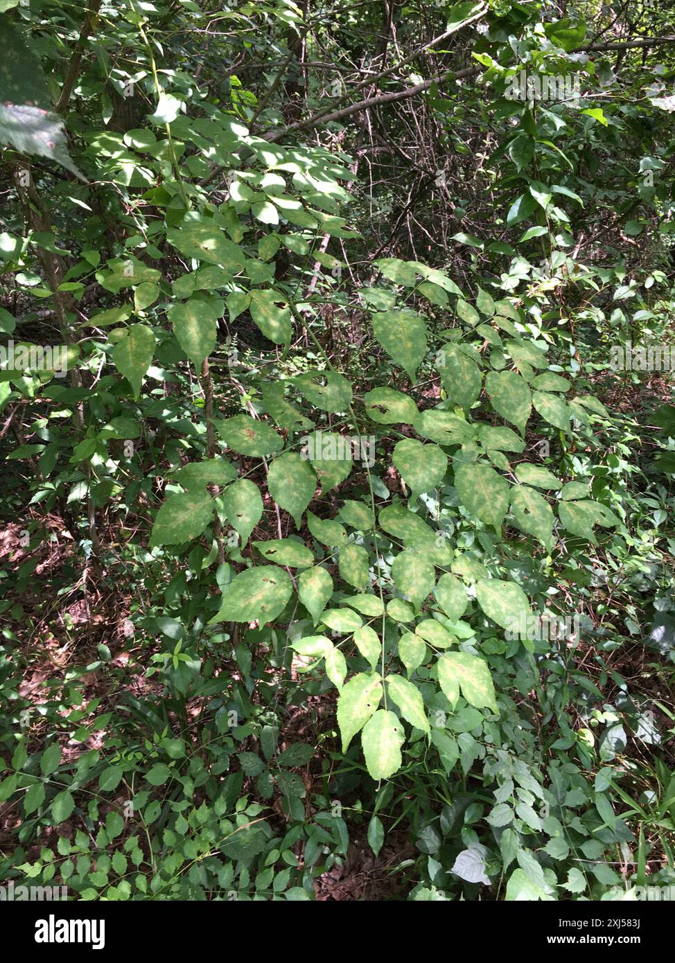 devil's walkingstick (Aralia spinosa) Plantae Stock Photo - Alamy