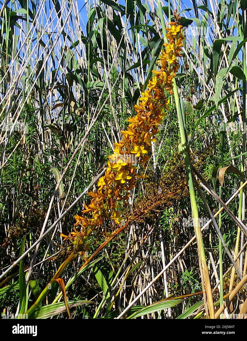 Red Root (Wachendorfia thyrsiflora) Plantae Stock Photo - Alamy