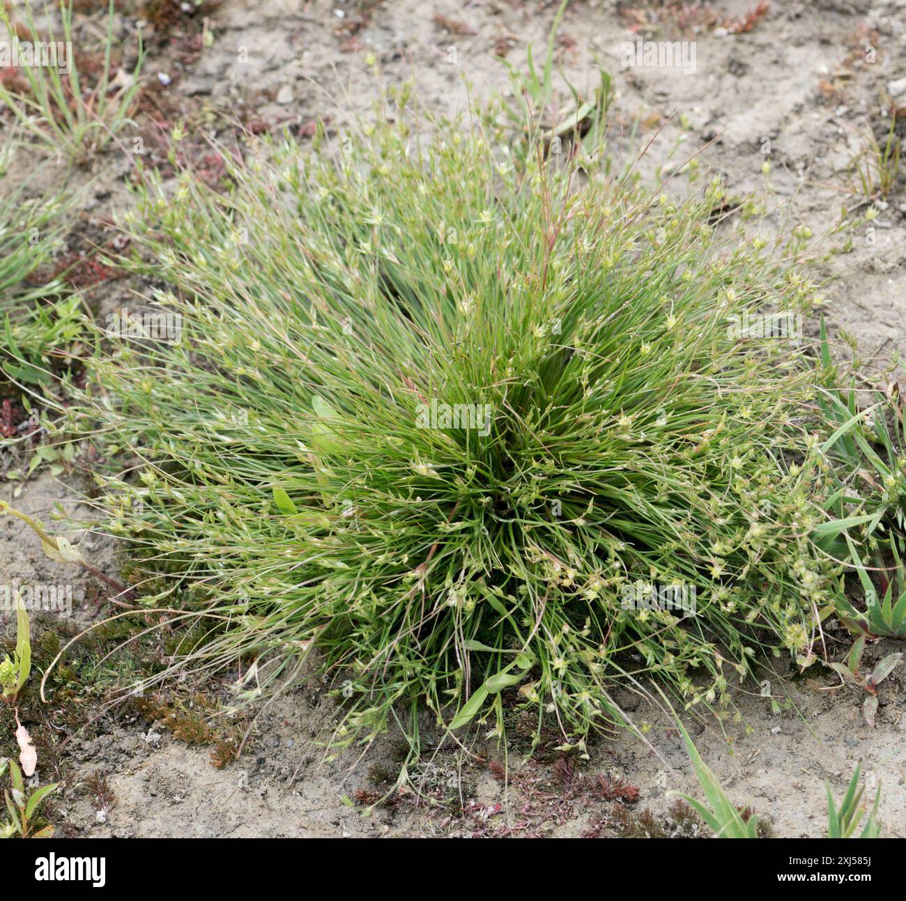 Toad rush (Juncus bufonius) Plantae Stock Photo - Alamy