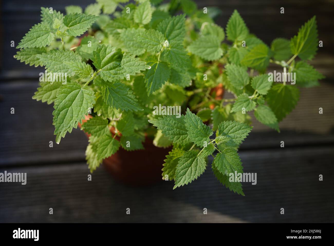 minimalist image of potted nettles plant Stock Photo - Alamy