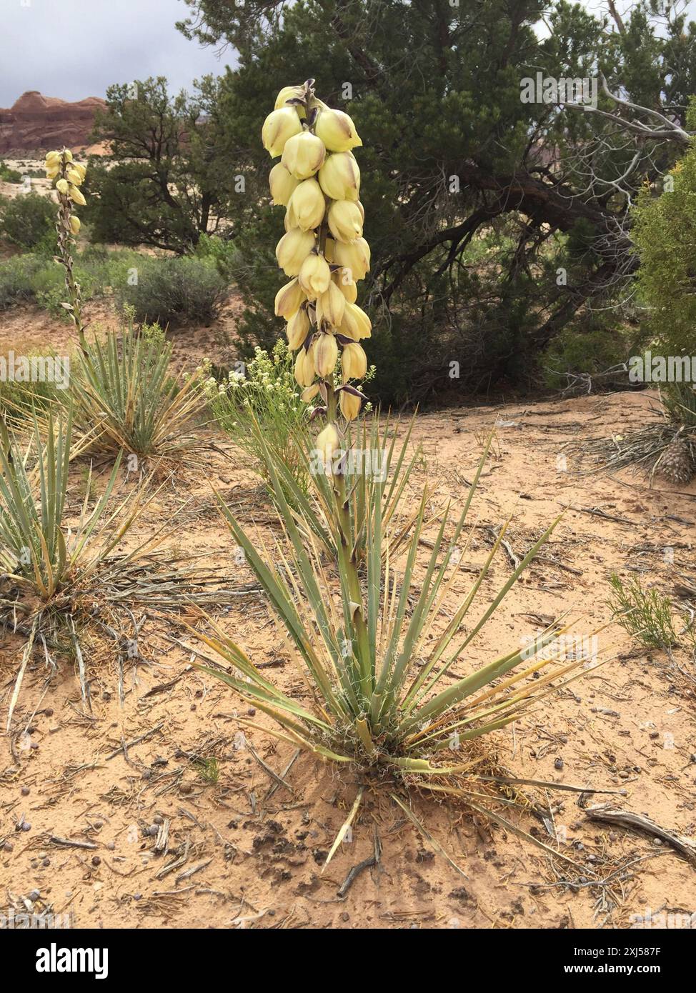 Yucca angustissima hi-res stock photography and images - Alamy