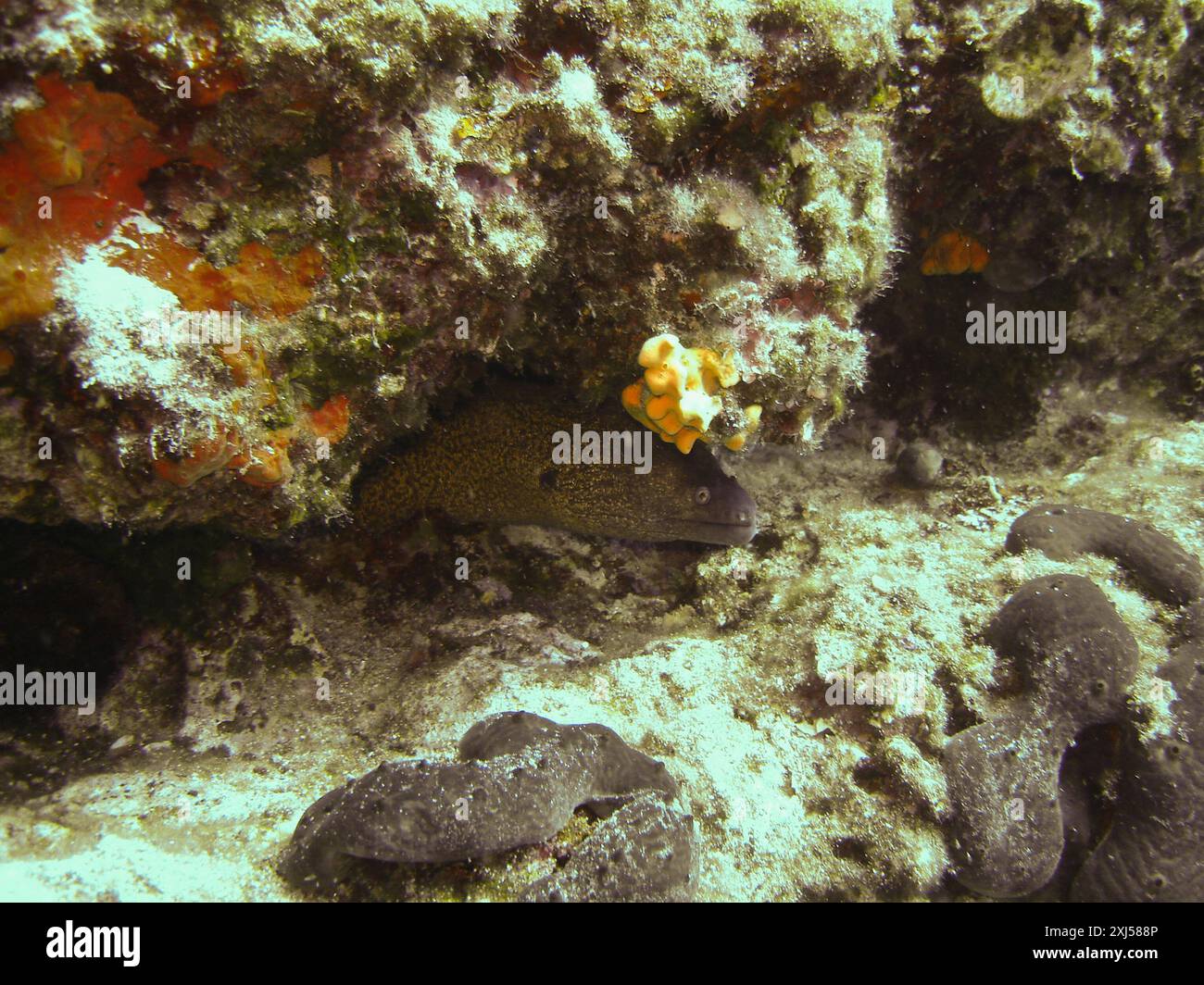 Mediterranean Moray (Muraena helena) Actinopterygii Stock Photo - Alamy
