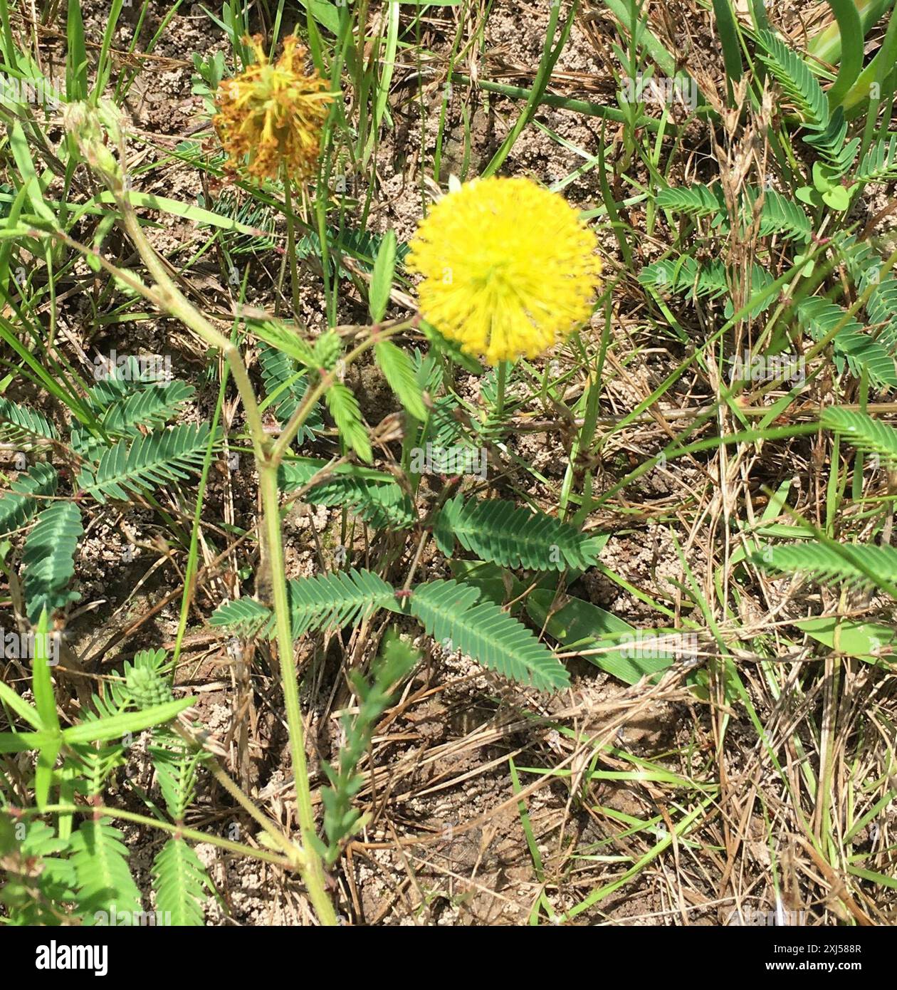 Yellow Puff (Neptunia lutea) Plantae Stock Photo - Alamy
