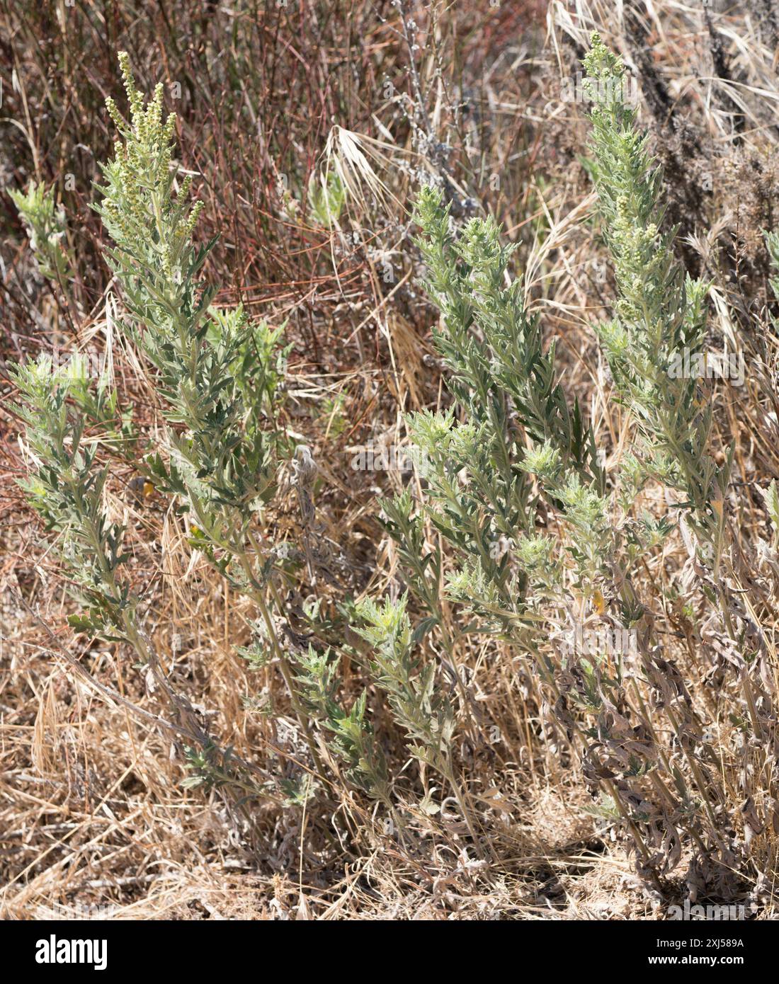 western ragweed (Ambrosia psilostachya) Plantae Stock Photo - Alamy