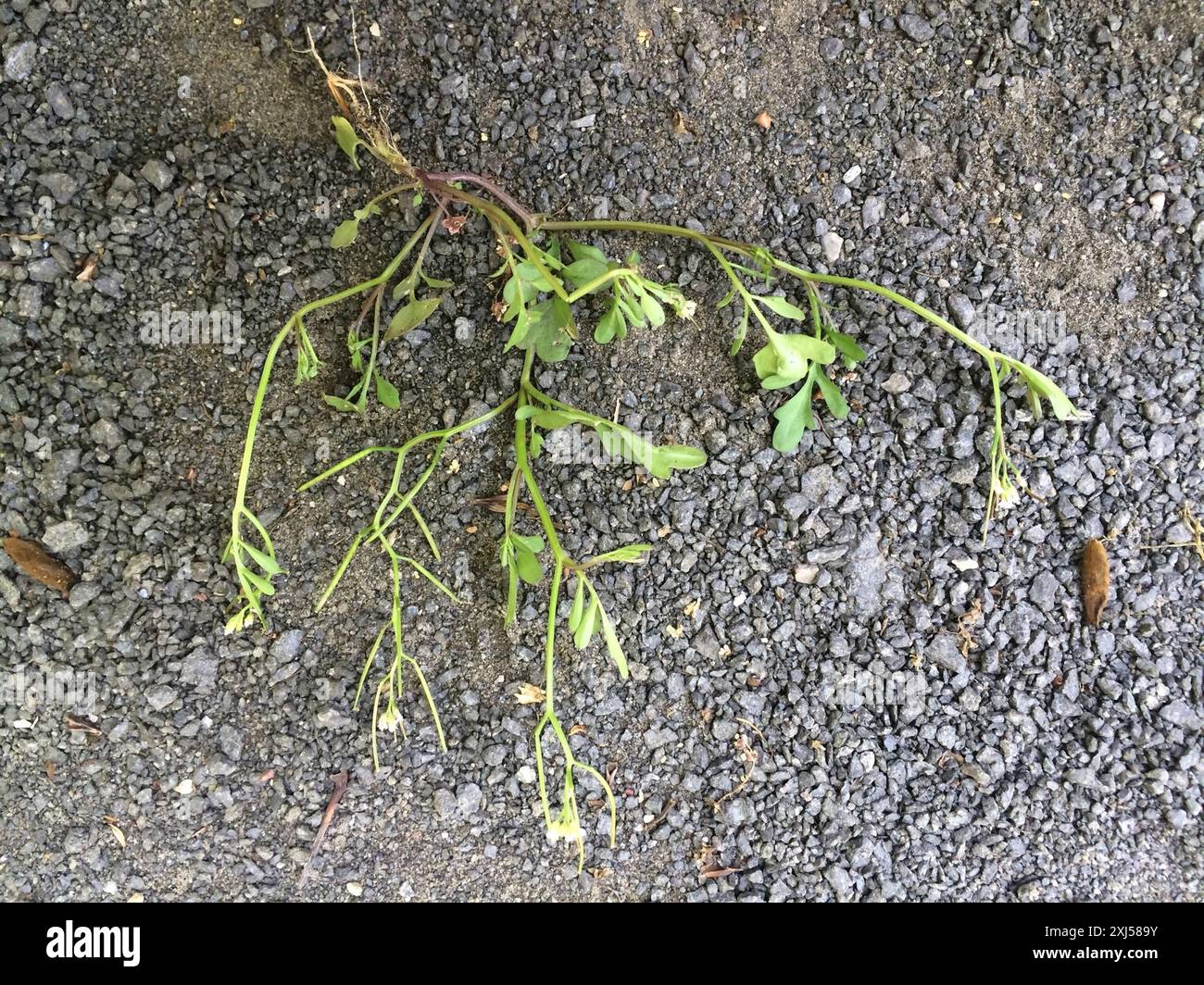 Bittercresses and Toothworts (Cardamine) Plantae Stock Photo - Alamy