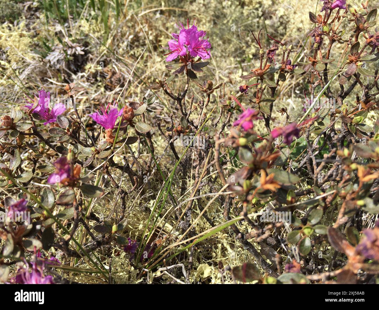 Rhododendron lapponicum hi-res stock photography and images - Alamy