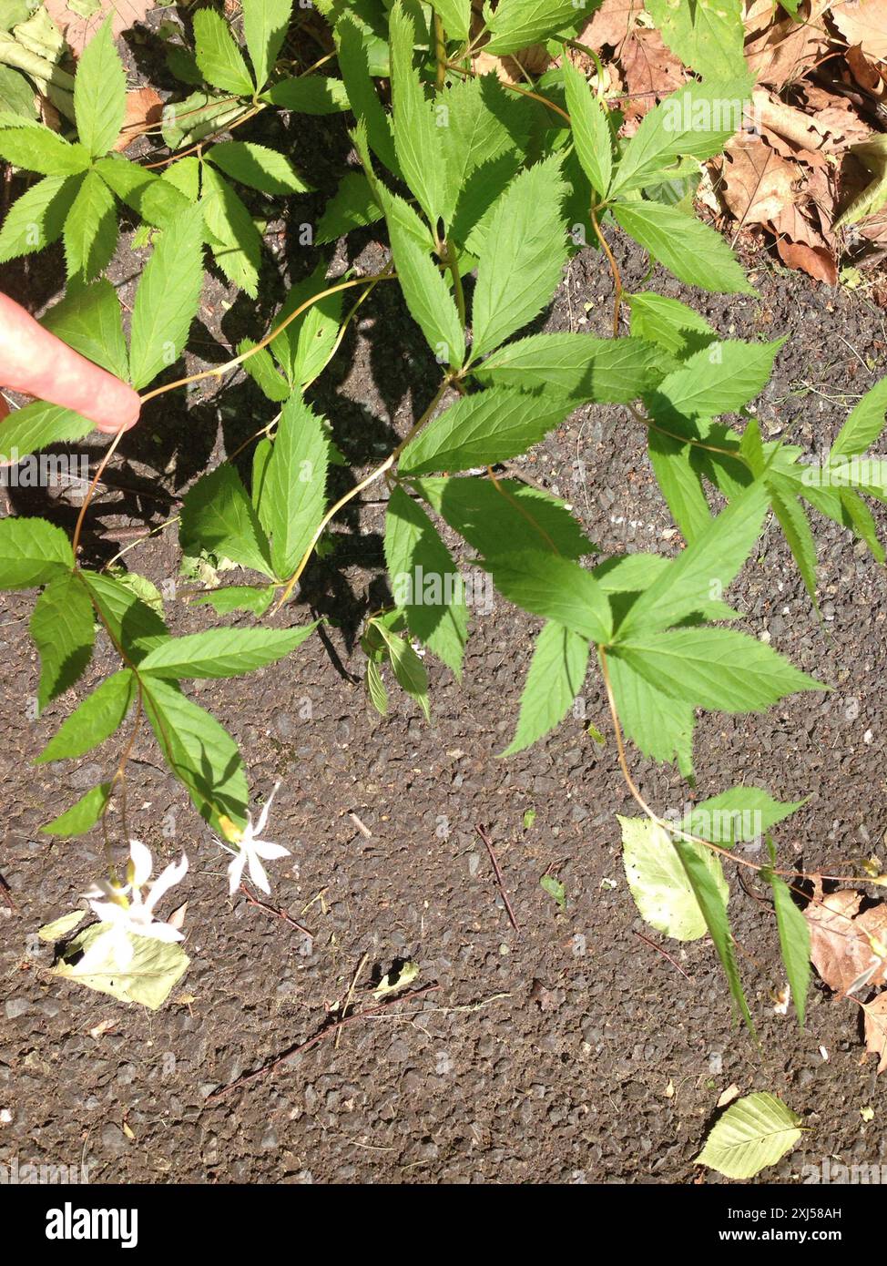 Bowman's root (Gillenia trifoliata) Plantae Stock Photo - Alamy