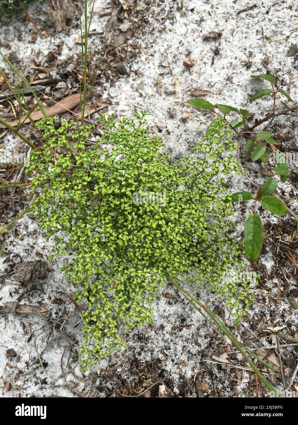 paper nailwort (Paronychia chartacea) Plantae Stock Photo - Alamy