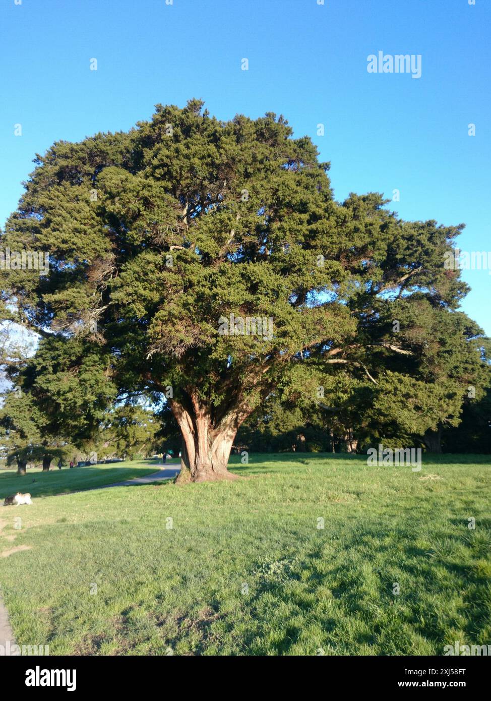 (Podocarpus totara totara) Plantae Stock Photo - Alamy