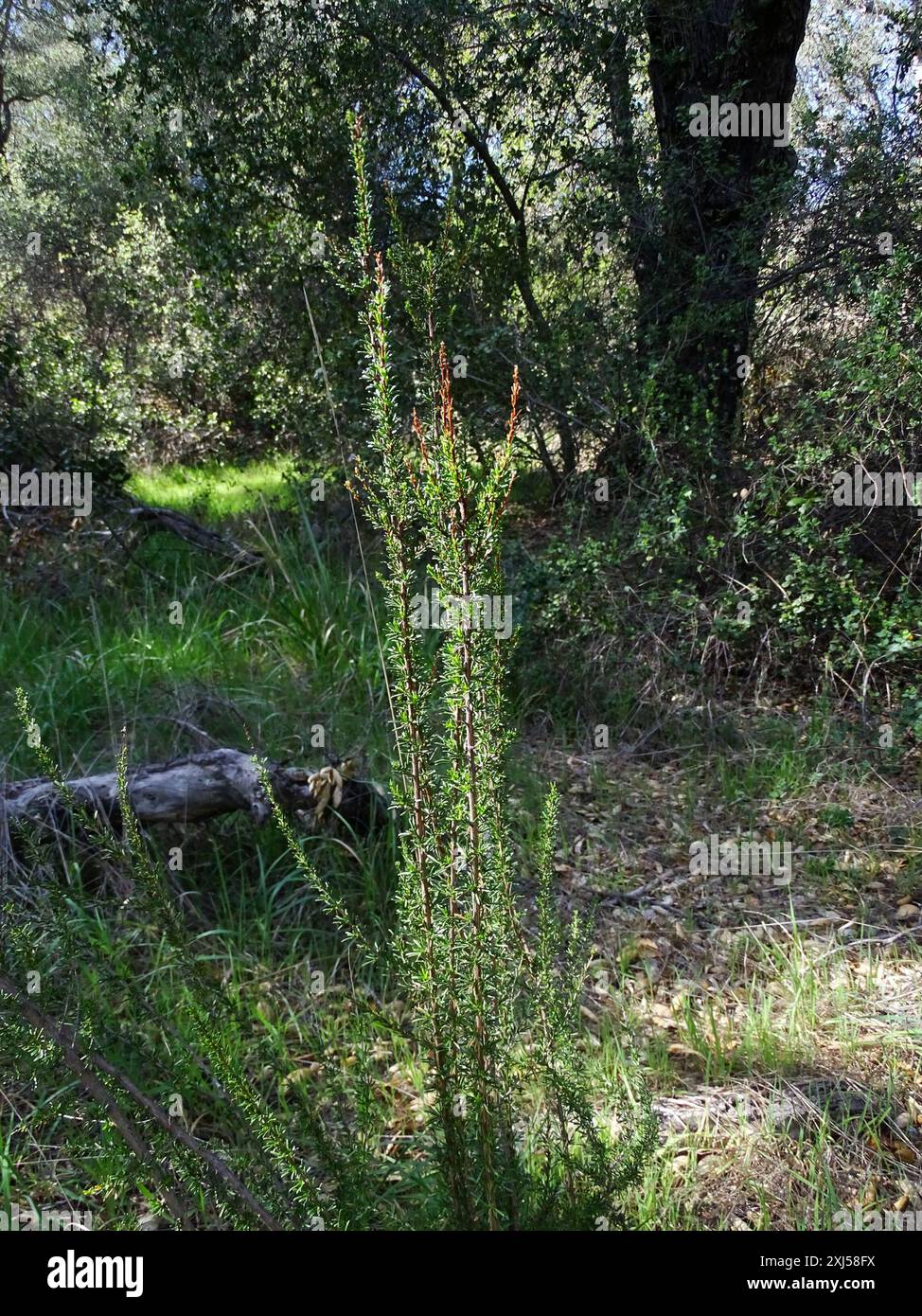 chamise (Adenostoma fasciculatum) Plantae Stock Photo - Alamy
