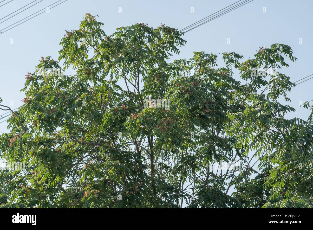 tree-of-heaven (Ailanthus altissima) Plantae Stock Photo - Alamy