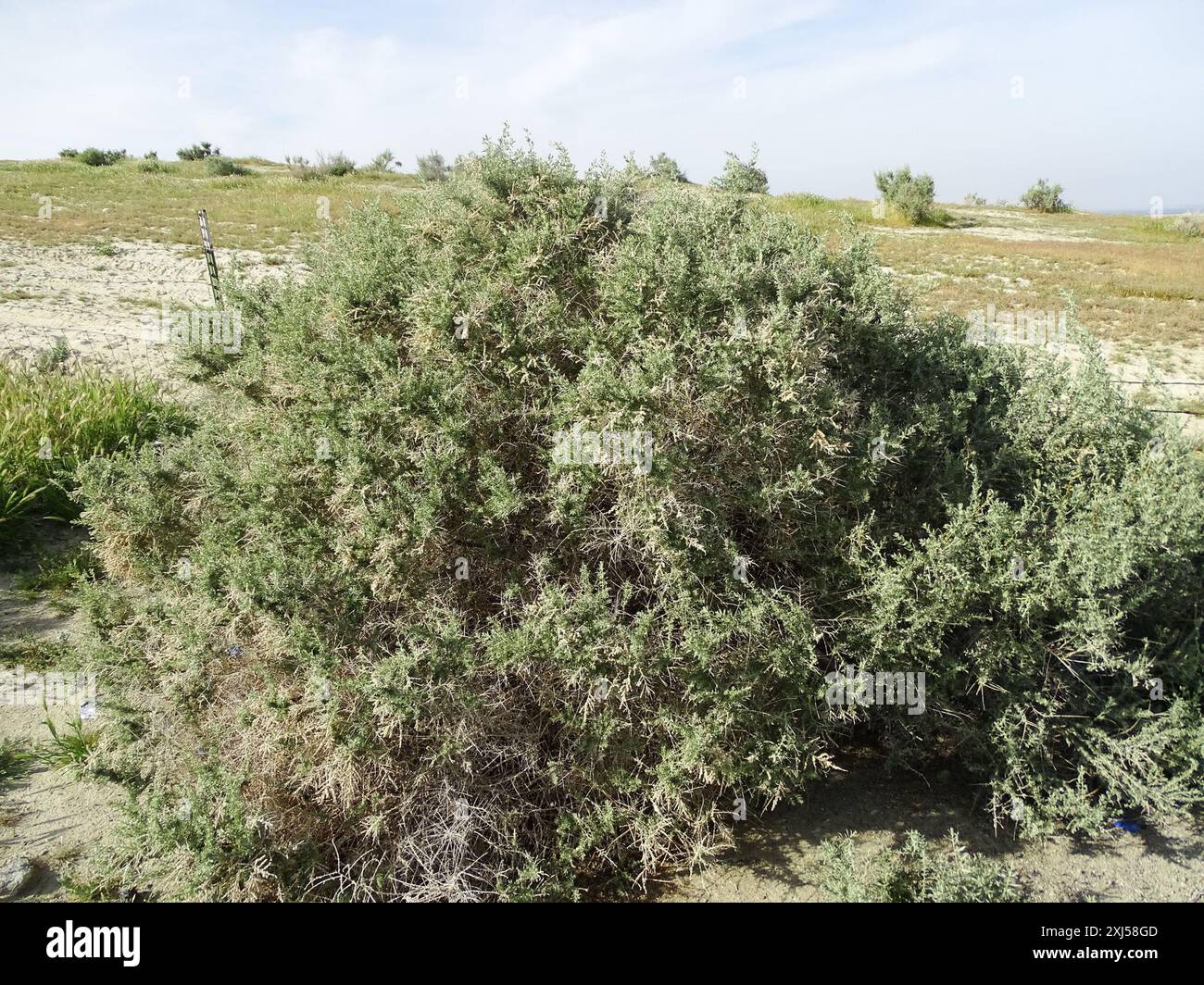 Cattle Saltbush (Atriplex polycarpa) Plantae Stock Photo - Alamy