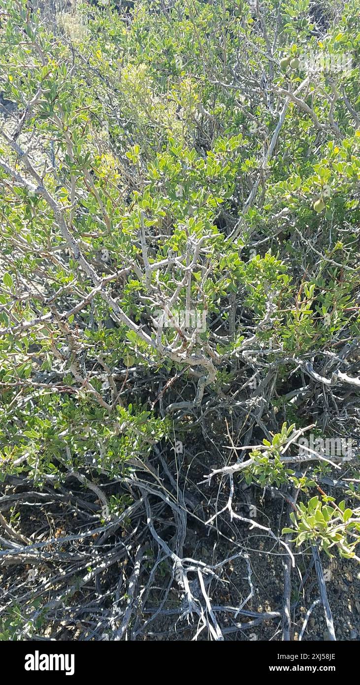 Desert Peach (Prunus andersonii) Plantae Stock Photo - Alamy