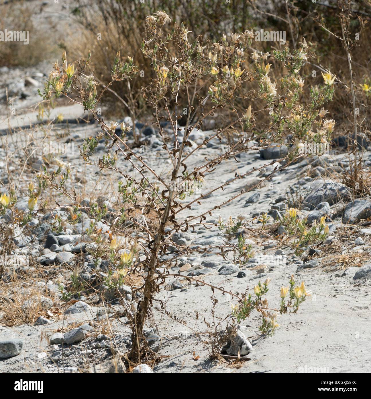 Giant Blazingstar (Mentzelia laevicaulis) Plantae Stock Photo - Alamy