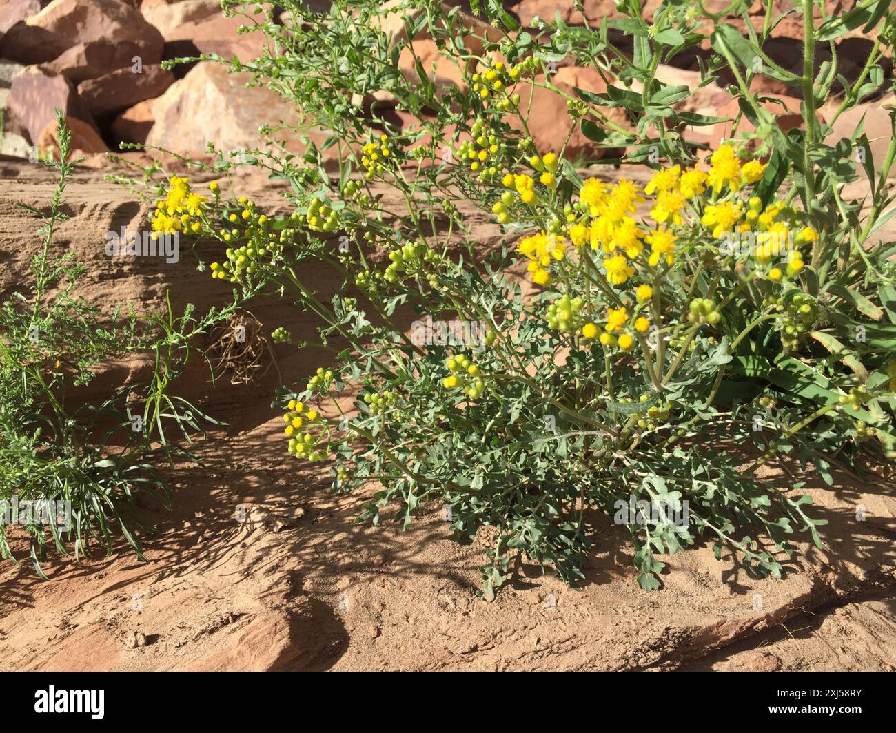Lobeleaf Groundsel (Packera multilobata) Plantae Stock Photo - Alamy