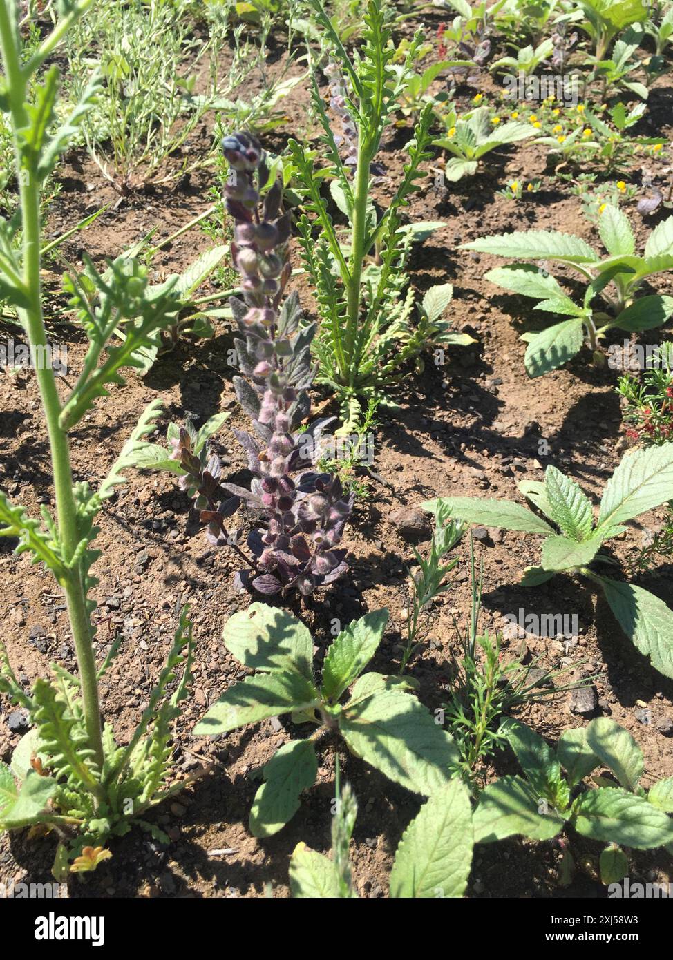 blue skullcap (Scutellaria tuberosa) Plantae Stock Photo - Alamy
