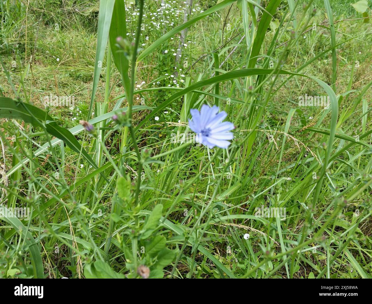 chicory (Cichorium intybus) Plantae Stock Photo - Alamy