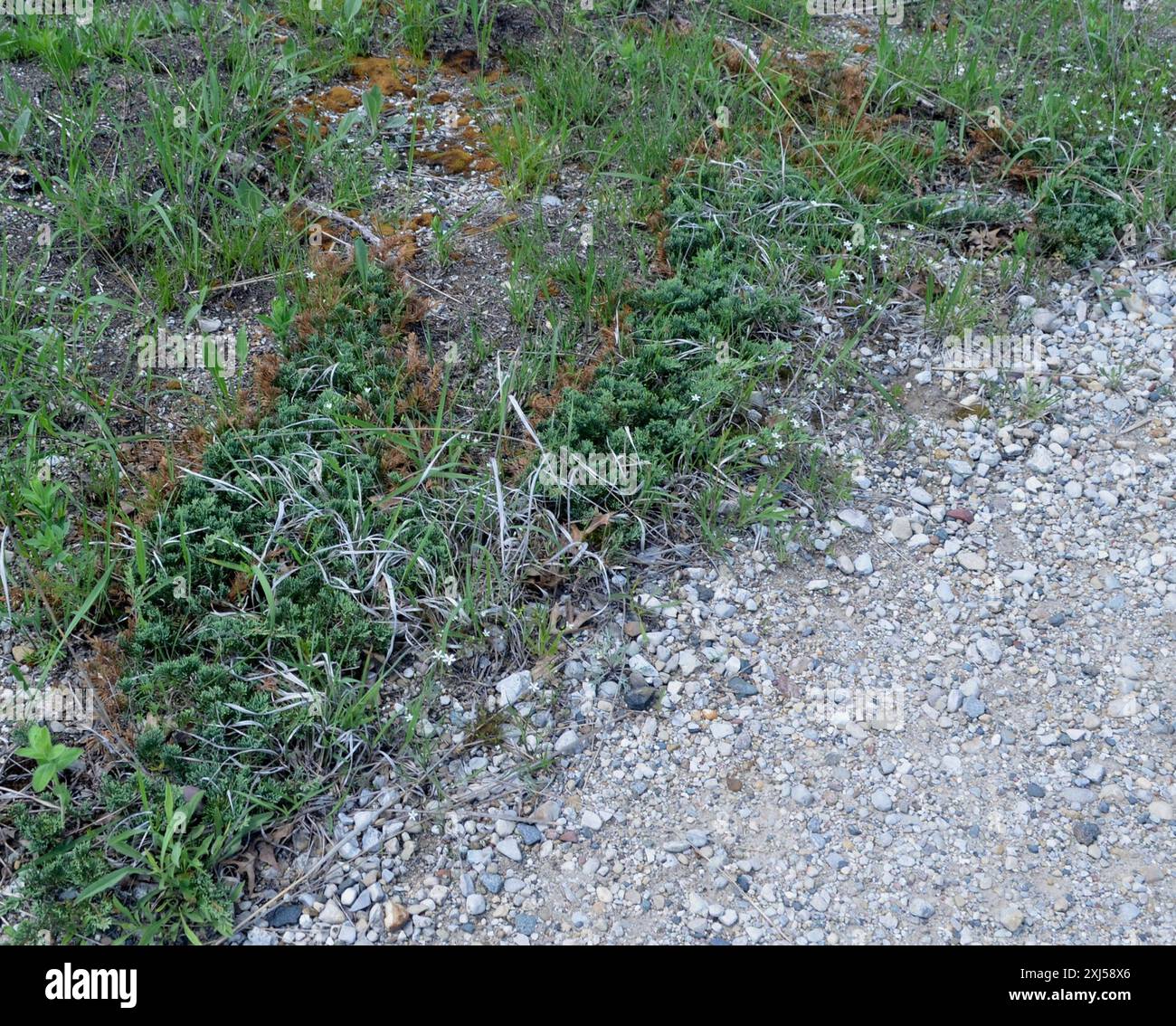 creeping juniper (Juniperus horizontalis) Plantae Stock Photo - Alamy