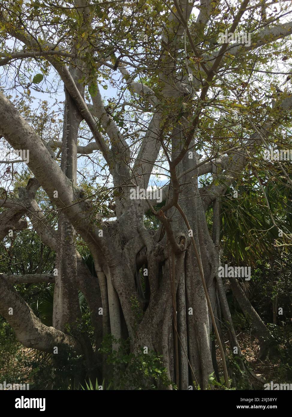 Florida Strangler Fig (Ficus aurea) Plantae Stock Photo - Alamy
