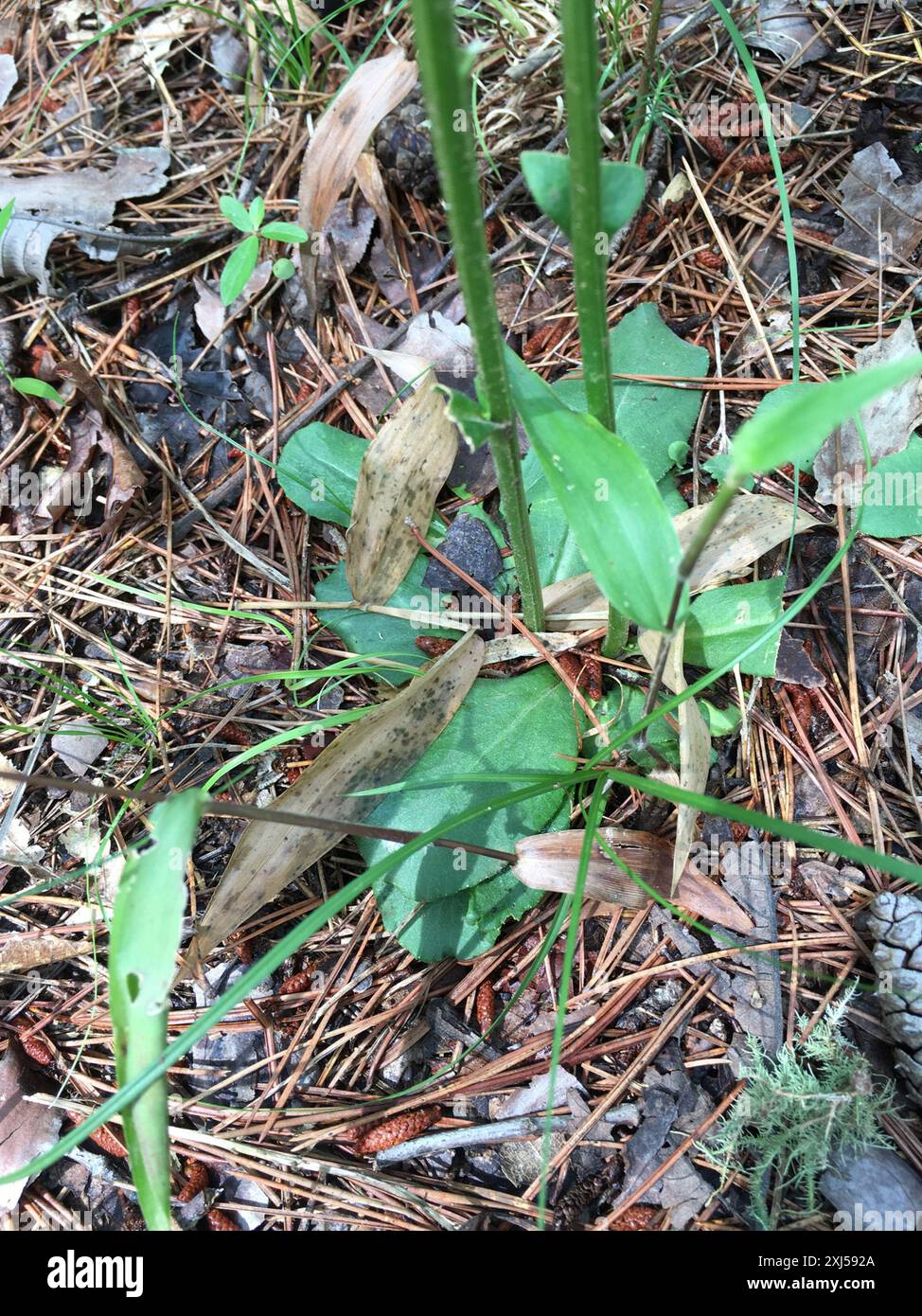 devil's bit (Chamaelirium luteum) Plantae Stock Photo - Alamy