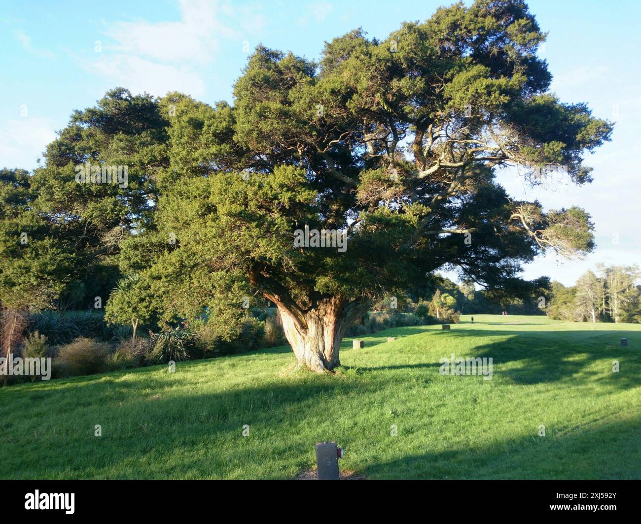 (Podocarpus totara totara) Plantae Stock Photo - Alamy