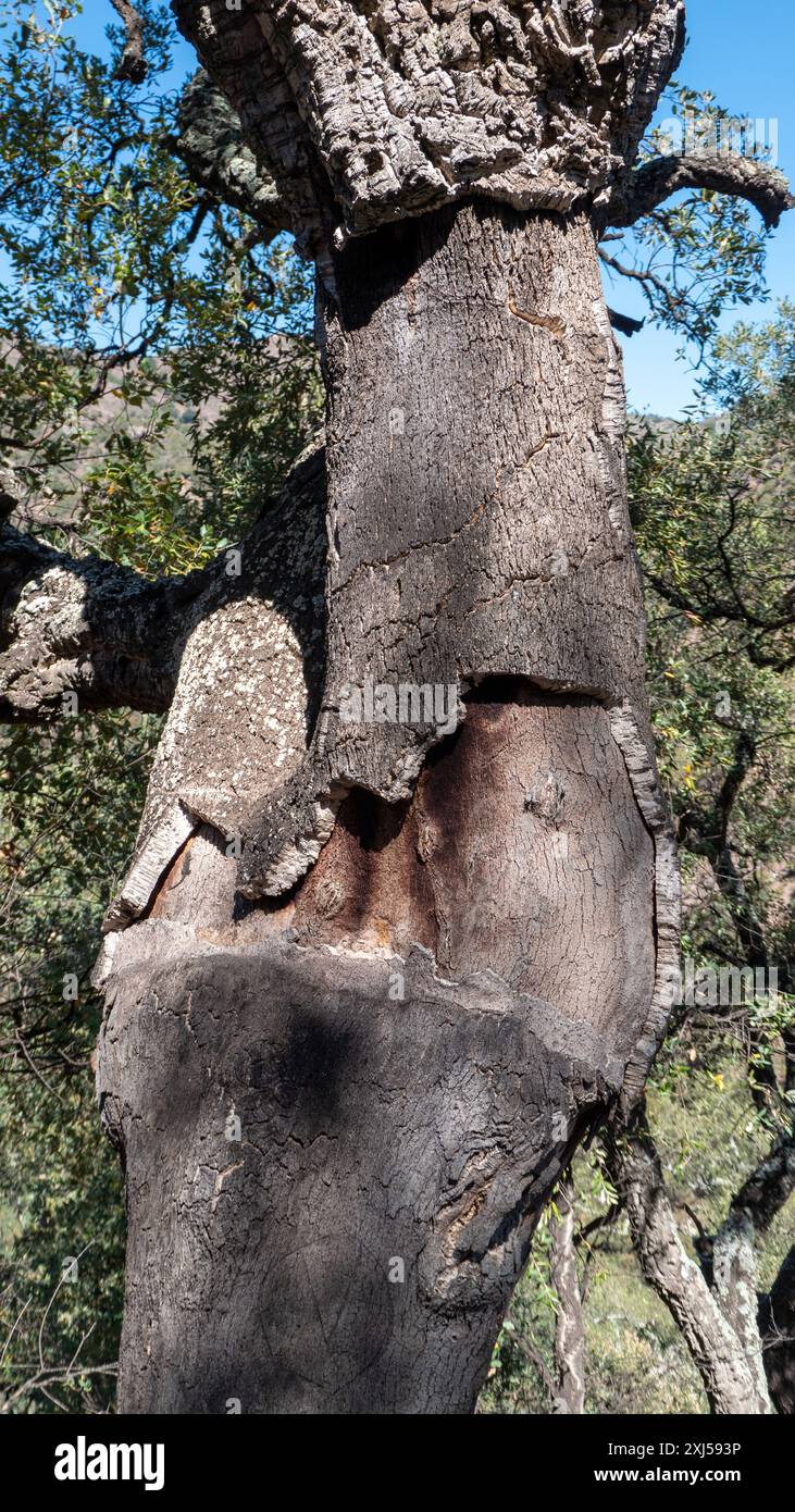 detail of cork tree in Spain Stock Photo - Alamy