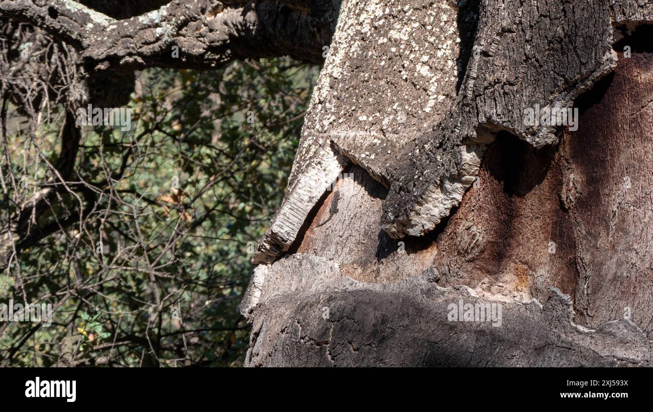 detail of cork tree in Spain Stock Photo - Alamy
