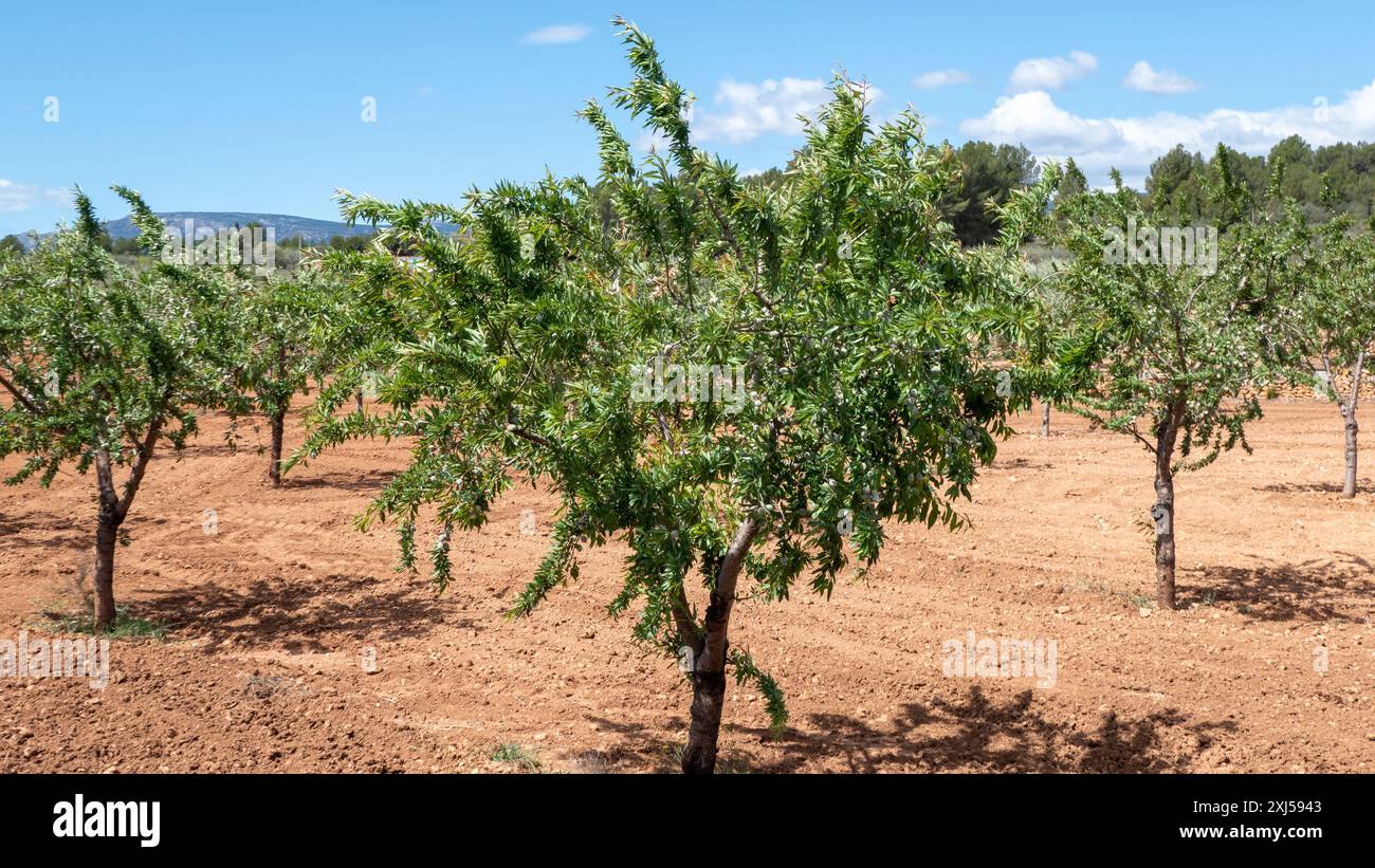 almond trees in Spain Stock Photo - Alamy