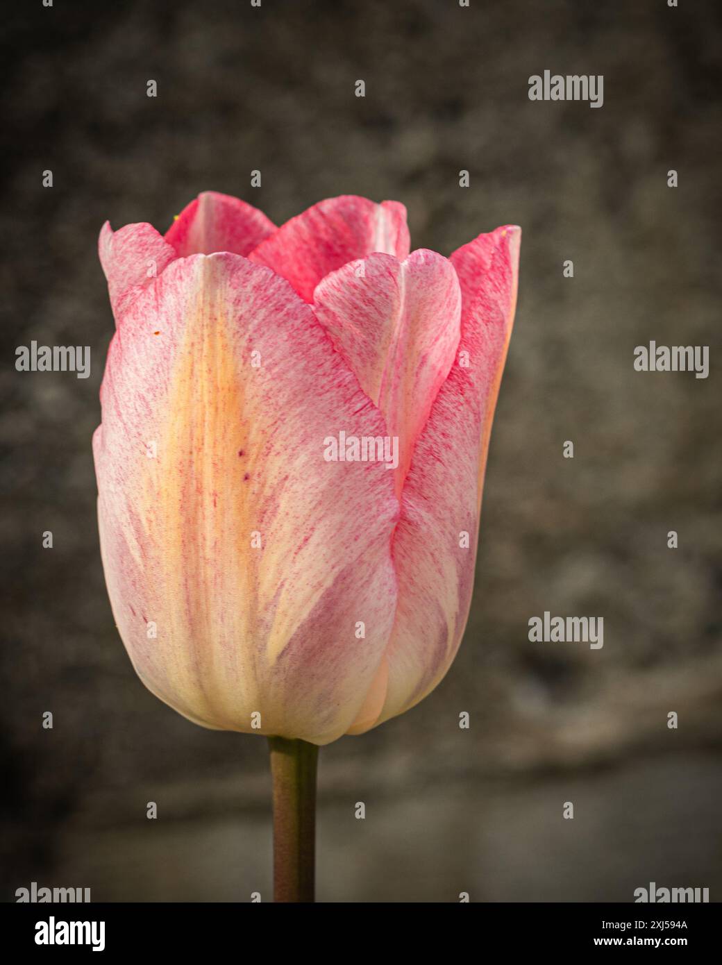 elegant pink and white tulip displays its delicate stripes against a ...