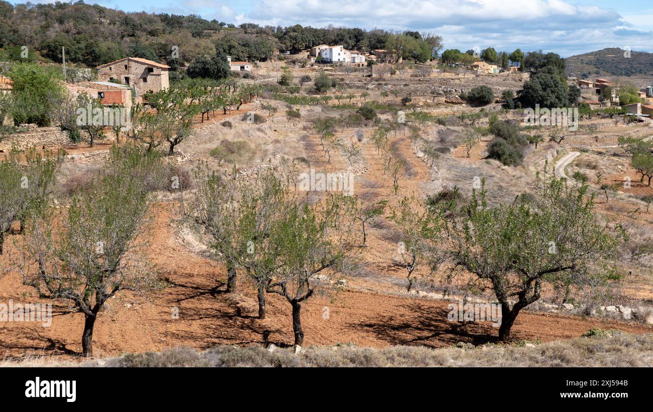 almond trees in Spain Stock Photo - Alamy