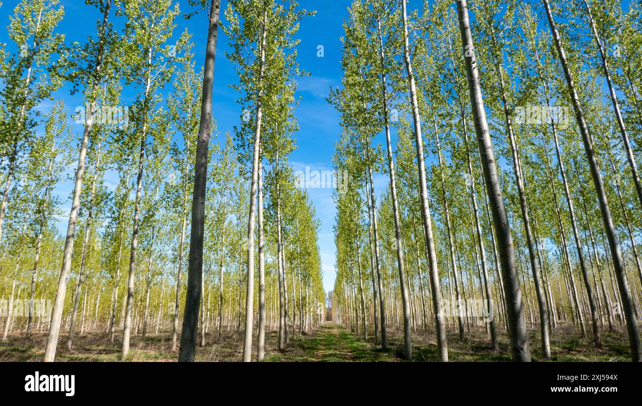 poplar trees in Spain Stock Photo - Alamy