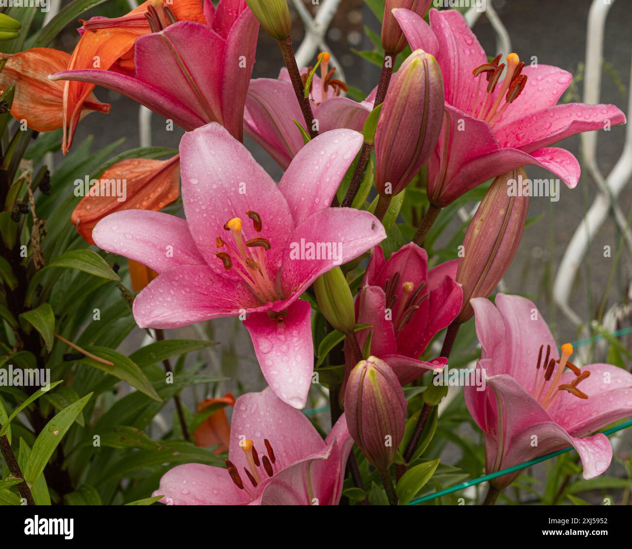 Lush pink lilies bloom vibrantly against a backdrop of green leaves ...