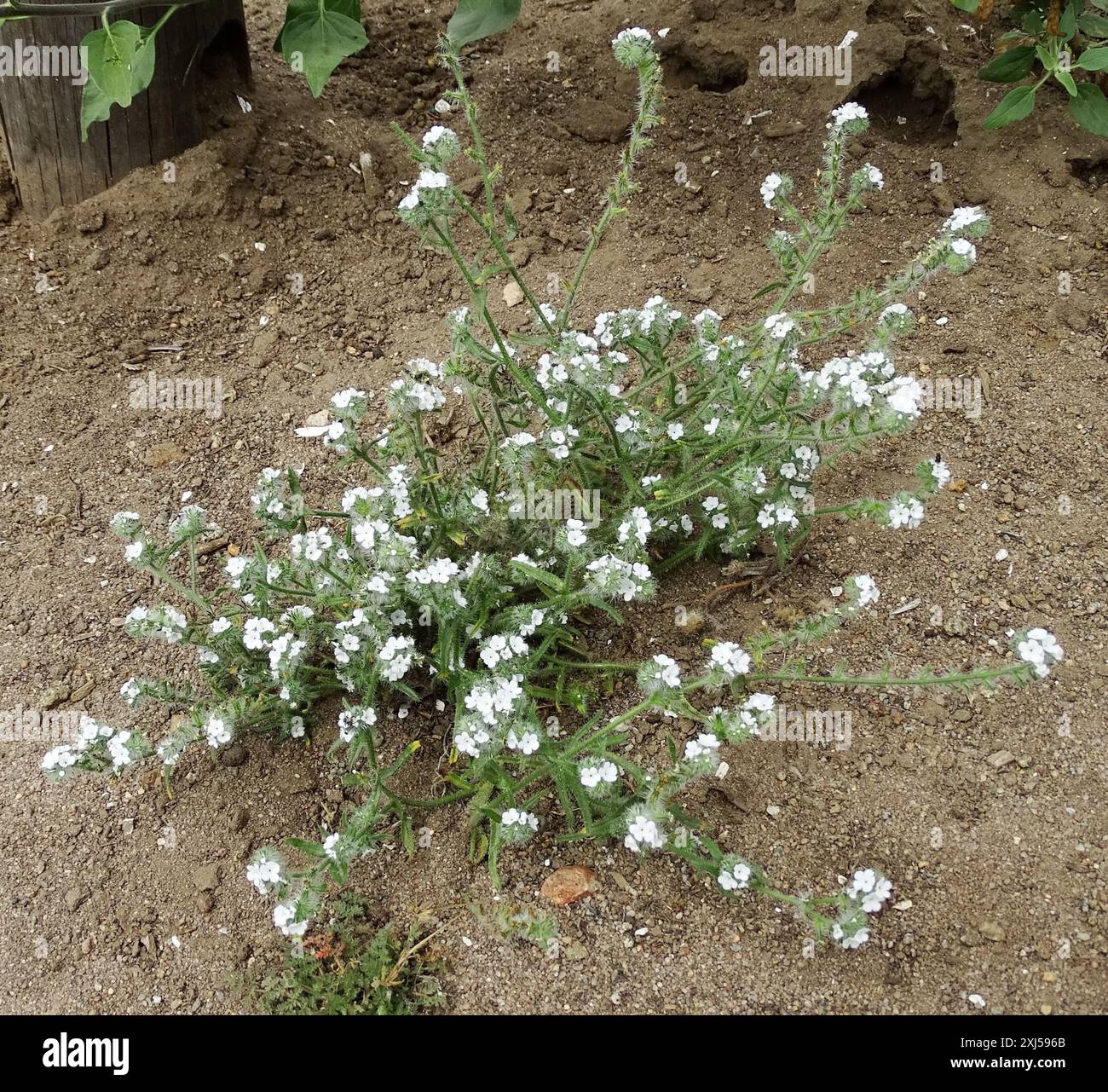 Clearwater cryptantha (Cryptantha intermedia) Plantae Stock Photo - Alamy